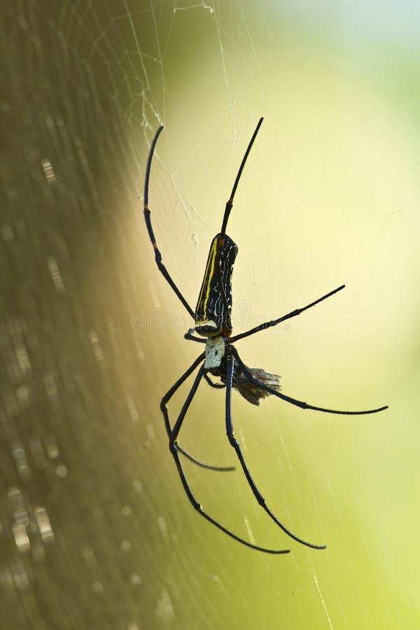Nephila Pilipes Specie of Golden Orb-web Spider Stock Photo - Image of ...