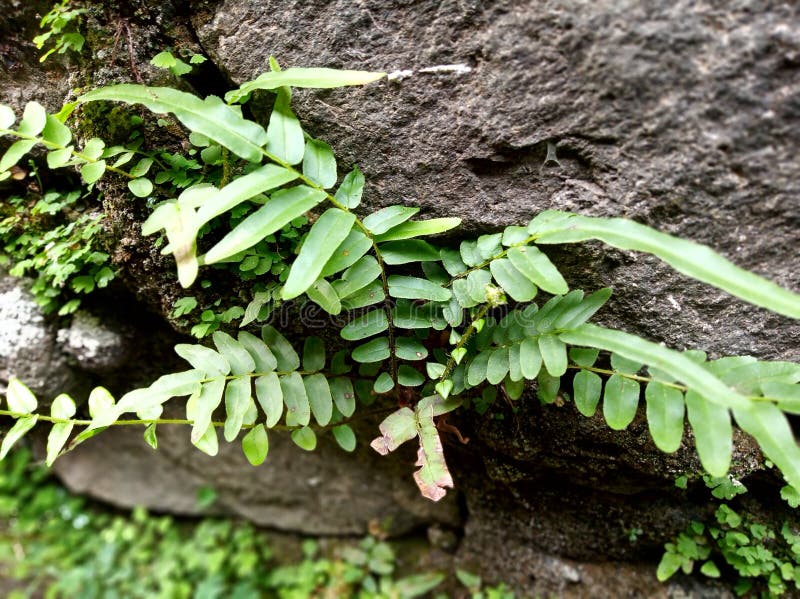 Nephrolepis stock photo. Image of jungle, plant, grass - 183219954