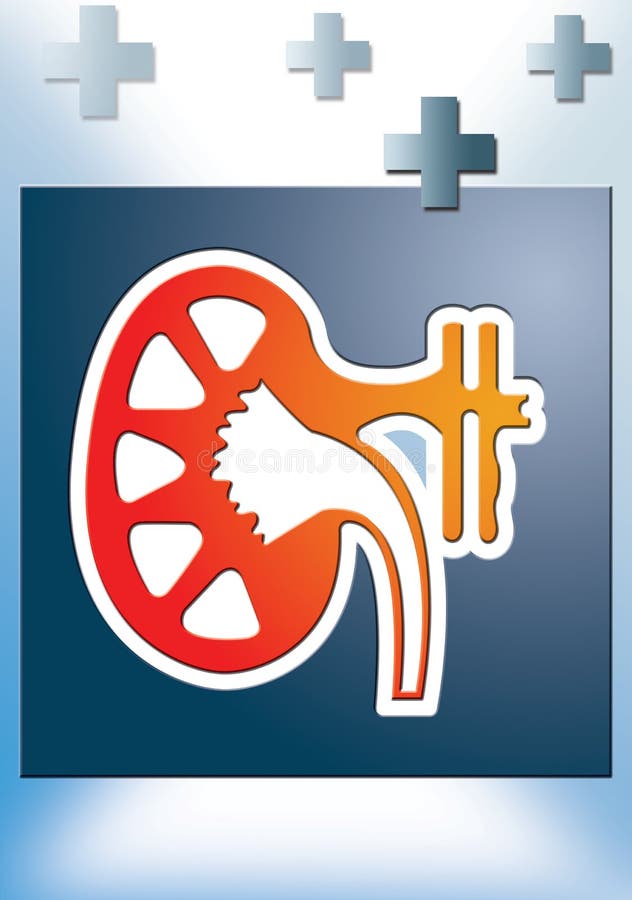 Nephrologie stock abbildung. Illustration von gesundheit - 2447814