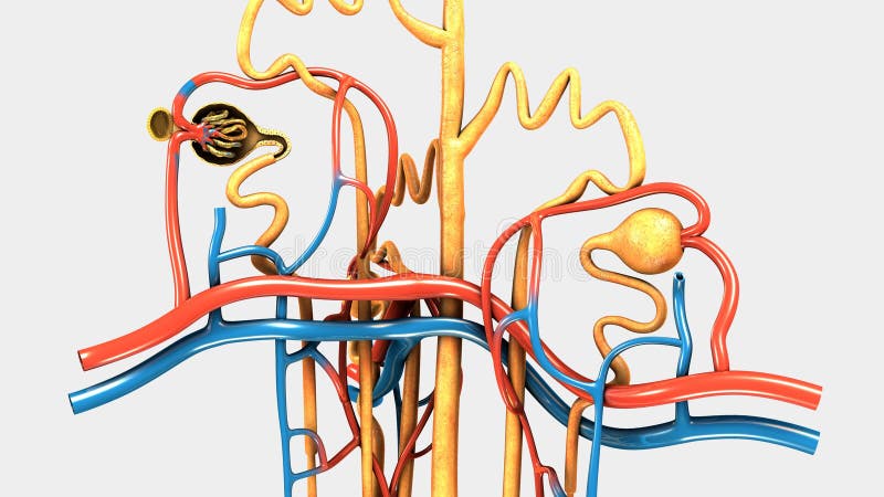 Nephron stock illustrationer. Illustration av kapsel - 107558301