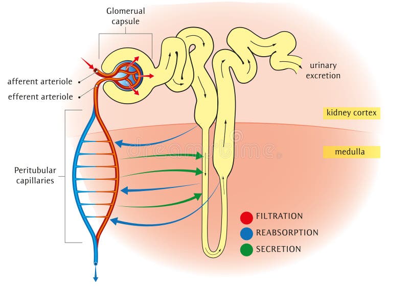 Nephron et glomérule illustration de vecteur. Illustration du cellules ...