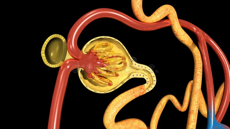 Nephrons are the ?functional Units? of the Kidney, they Cleanse the ...