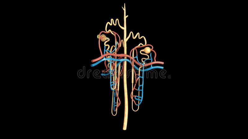 Nephrons are the ?functional Units? of the Kidney, they Cleanse the ...