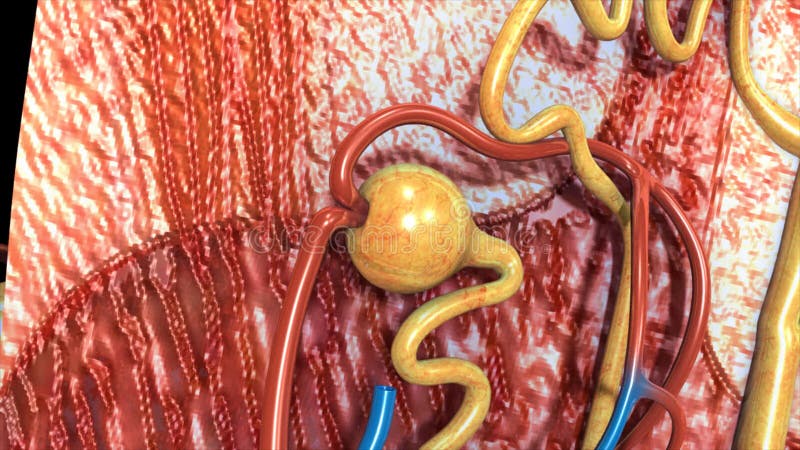 Nephron Function Secretion Nephron Stock Footage - Video of ...