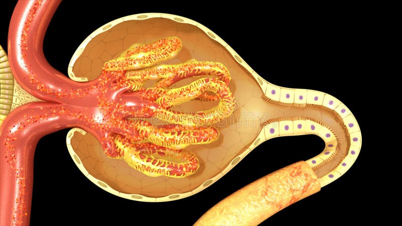 Nephrons are the ?functional Units? of the Kidney, they Cleanse the ...