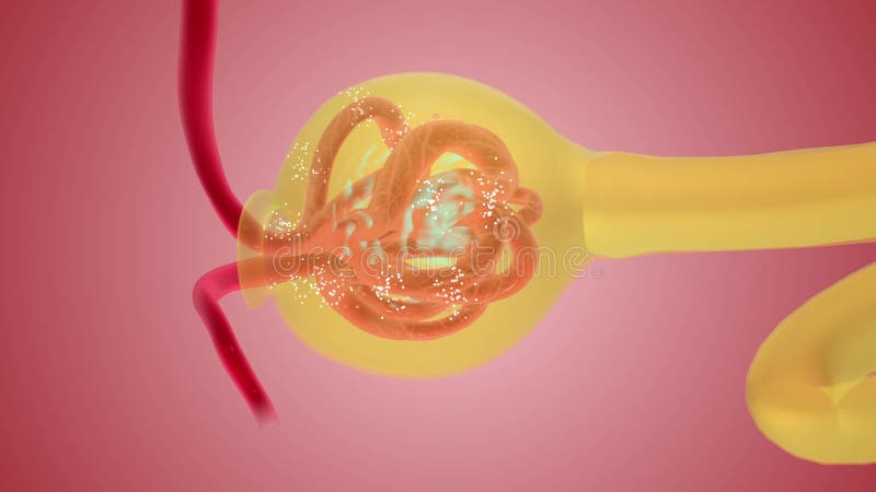 Nephron Function Filtration Efferent Arteriole Stock Video - Video of ...