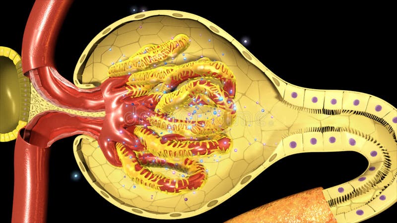 Nephron Function Secretion Nephron Stock Footage - Video of ...