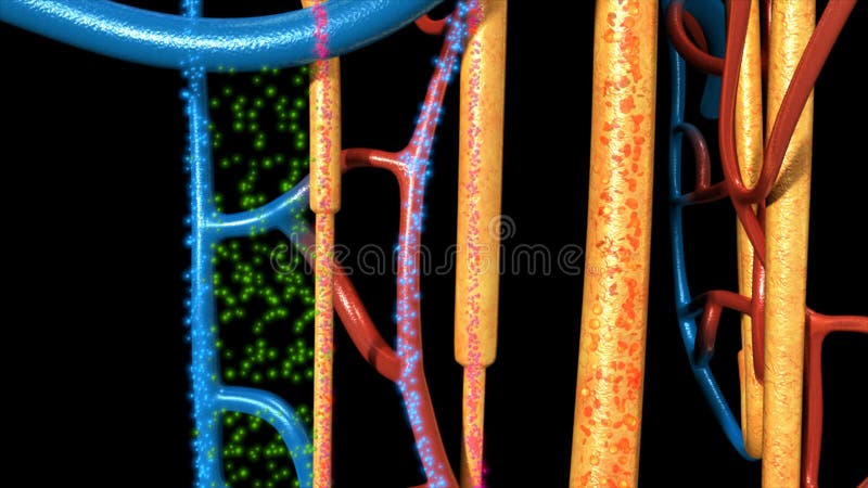 Nephron Function Reabsorption Capillary Stock Video - Video of ...