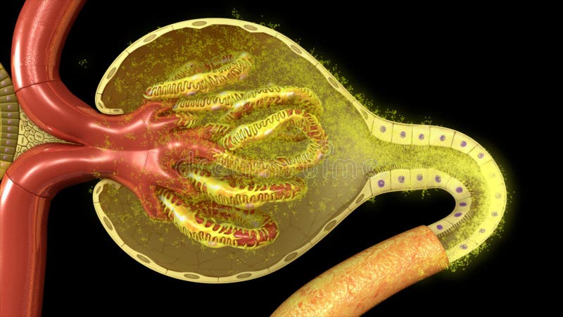 Nephron Function Secretion Nephron Stock Footage - Video of ...