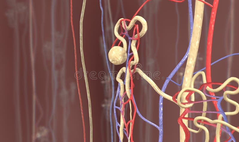 Nephron, the Structure that Actually Produces Urine in the Process of ...