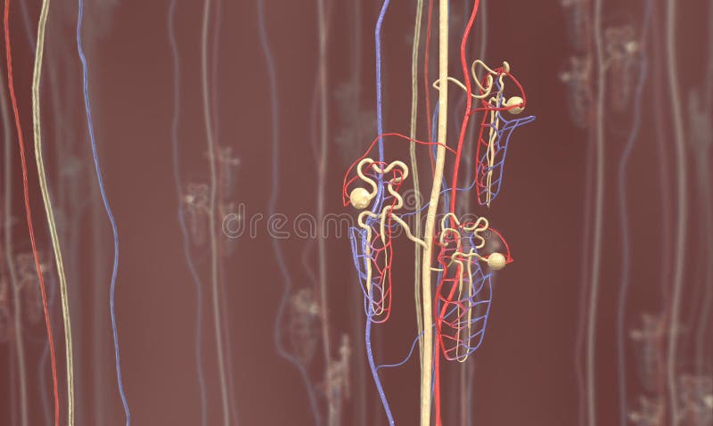 Nephron, the Structure that Actually Produces Urine in the Process of ...