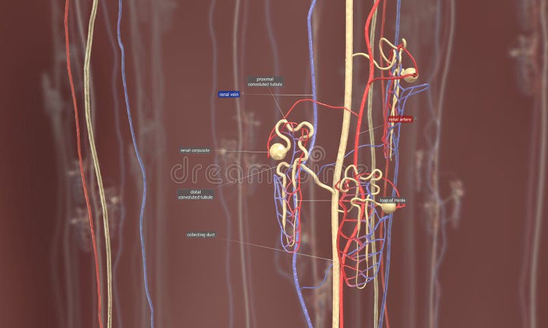 Nephron, the Structure that Actually Produces Urine in the Process of ...