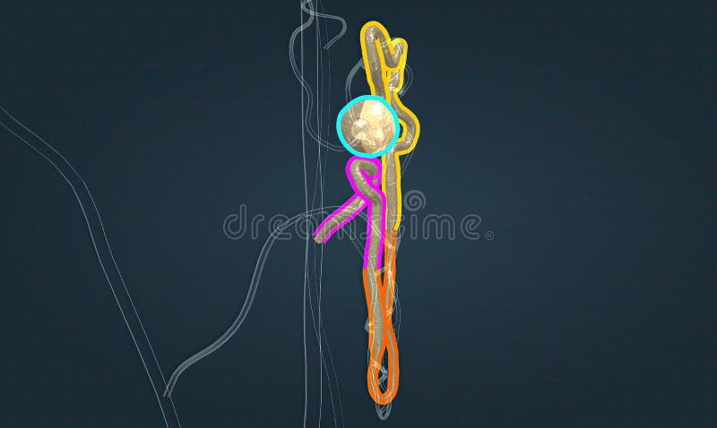 Nephron, the Structure that Actually Produces Urine in the Process of ...