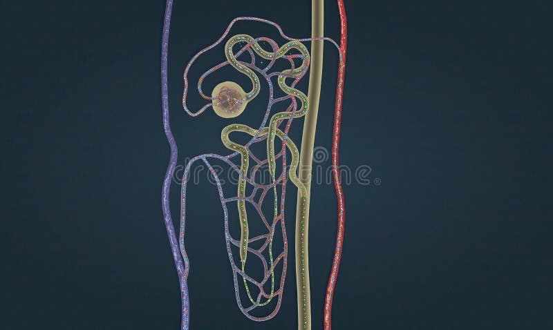 Nephron, the Structure that Actually Produces Urine in the Process of ...