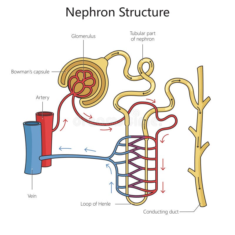 Nephron Structure Diagram Medical Science Stock Illustration ...