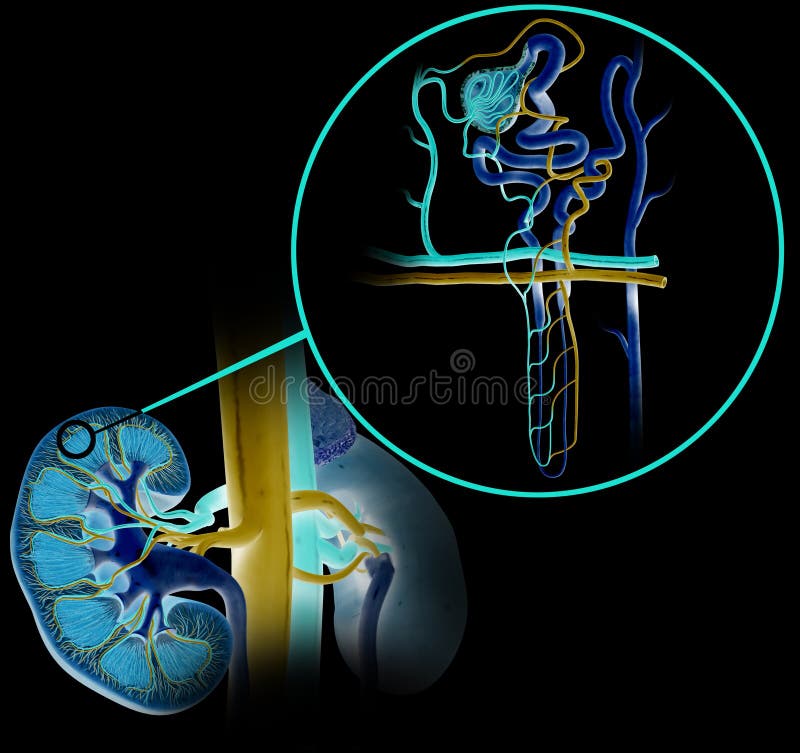 Structure of a Nephron. Formation of the Urine Stock Vector ...