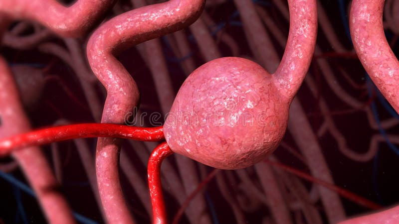 Nephron Structure Stock Photos - Free & Royalty-Free Stock Photos from ...