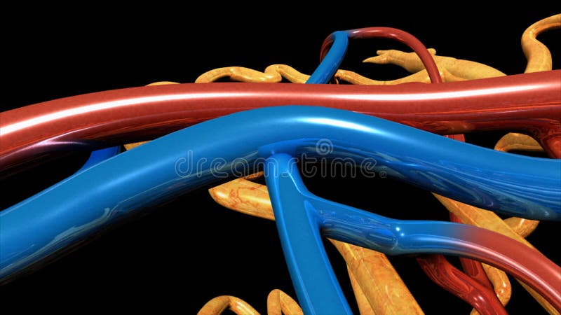 Nephrons are the ?functional Units? of the Kidney, they Cleanse the ...