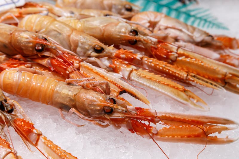 Nephrops Fresco De Um Mercado Foto de Stock - Imagem de nave, scampi ...