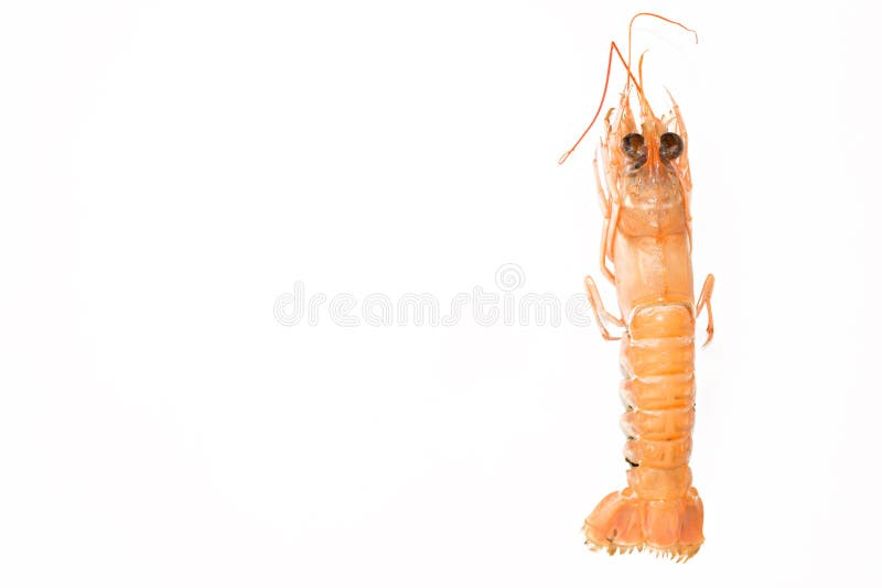 Nephrops norvegicus detail stock image. Image of crayfish - 66077627