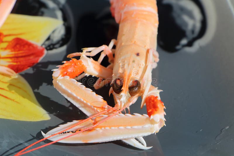 Nephrops on a plate stock photo. Image of healthy, nephrops - 145512856
