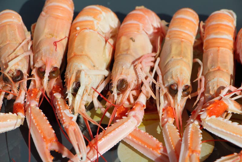 Nephrops on a plate stock photo. Image of lobster, food - 138933406