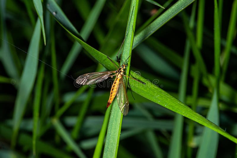 Nephrotoma Appendiculata, the Spotted Crane Fly, is a Species of Crane ...