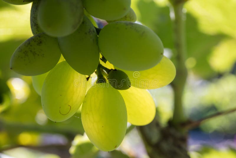 Neptune Seedless Grape stock photo. Image of nature - 183492708