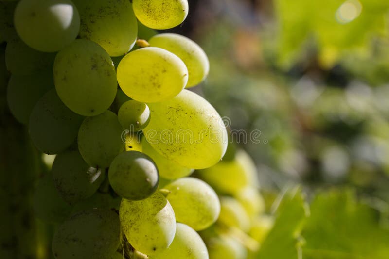 Neptune Seedless Grape stock image. Image of spring - 183492369