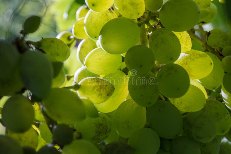 Neptune Seedless Grape stock photo. Image of nature - 183492708