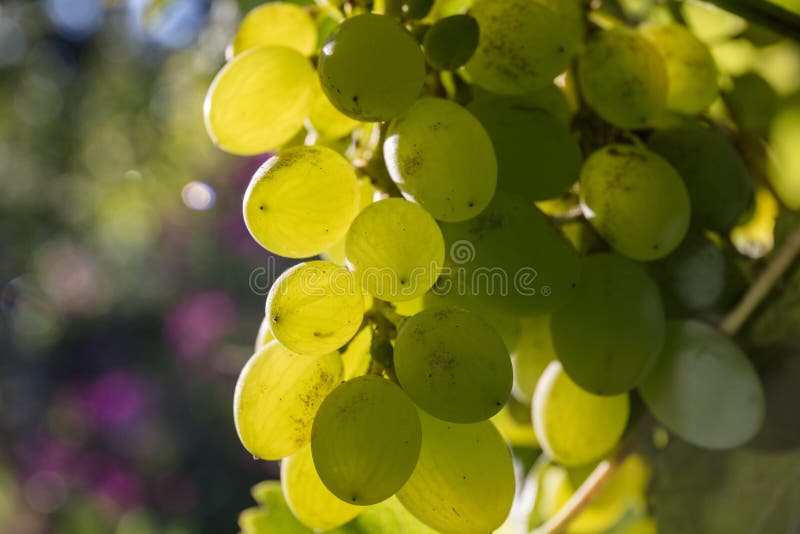 Neptune Seedless Grape stock image. Image of grape, background - 183492601