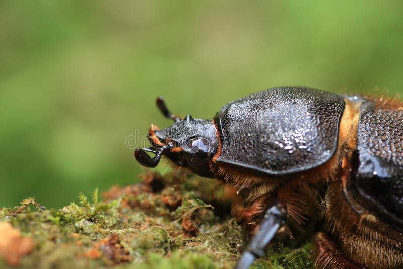 Neptunus beetle stock photo. Image of natural, summer - 76136474