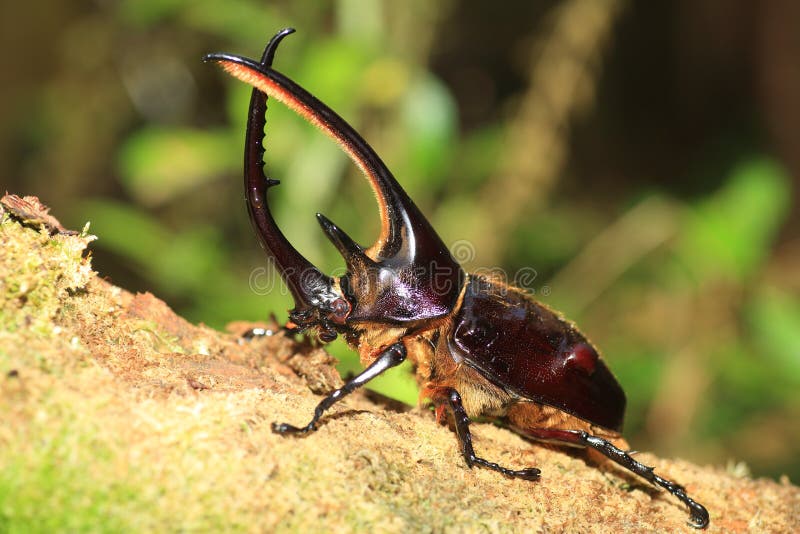 175 Neptunus Stock Photos - Free & Royalty-Free Stock Photos from ...