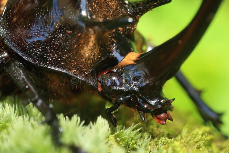 168 Neptunus Stock Photos - Free & Royalty-Free Stock Photos from ...