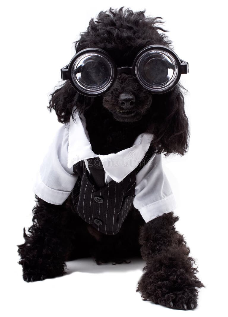 1,460 Nerd Dog Stock Photos - Free & Royalty-Free Stock Photos from ...
