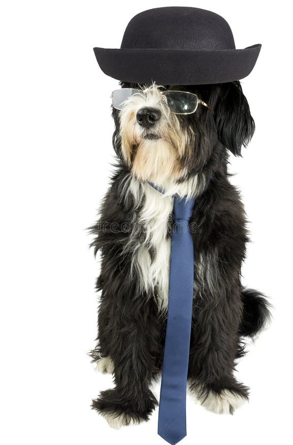 Nerd dog stock photo. Image of learning, purebred, glasses - 49119198