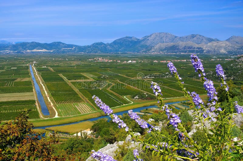 Neretva Delta stock image. Image of croatia, field, landscape - 49552579