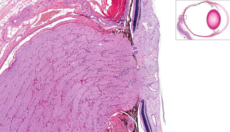 Histologie D'un Nerf Optique Photo stock - Image du micrographe ...