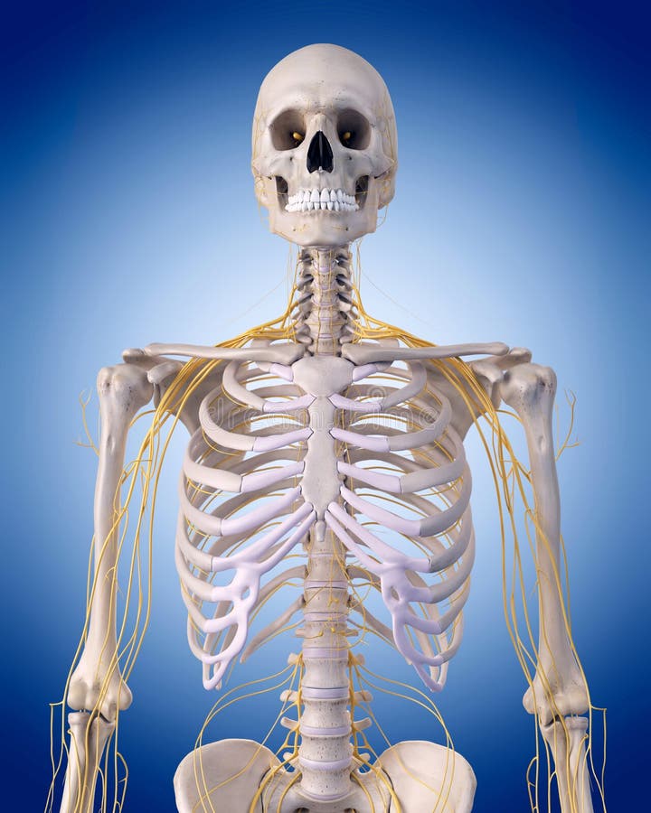 Nerfs intercostaux illustration stock. Illustration du physiologie ...