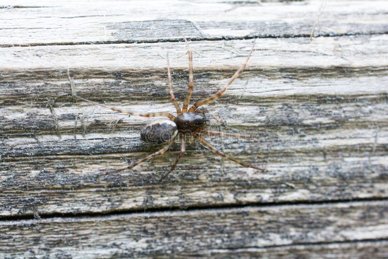Spider Neriene peltata stock image. Image of murderer - 46471819