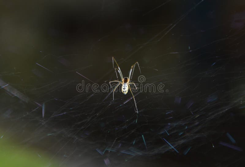 Spider Neriene peltata stock photo. Image of field, design - 46471778