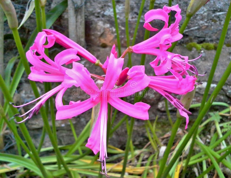 Nerine Flower stock photo. Image of stamen, pink, bulb - 83894096