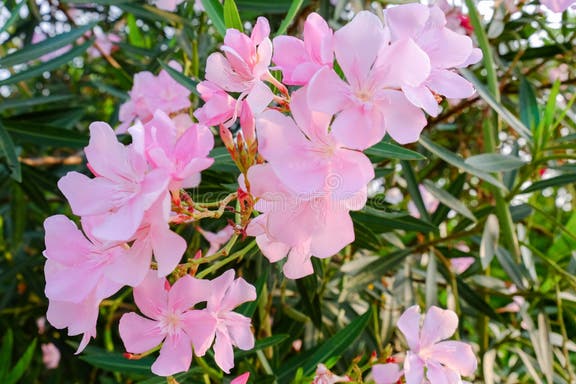 Nerium, Adelfa, Adelfa Dulce, Rose Bay Imagen de archivo - Imagen de tailandia, travieso: 88376873