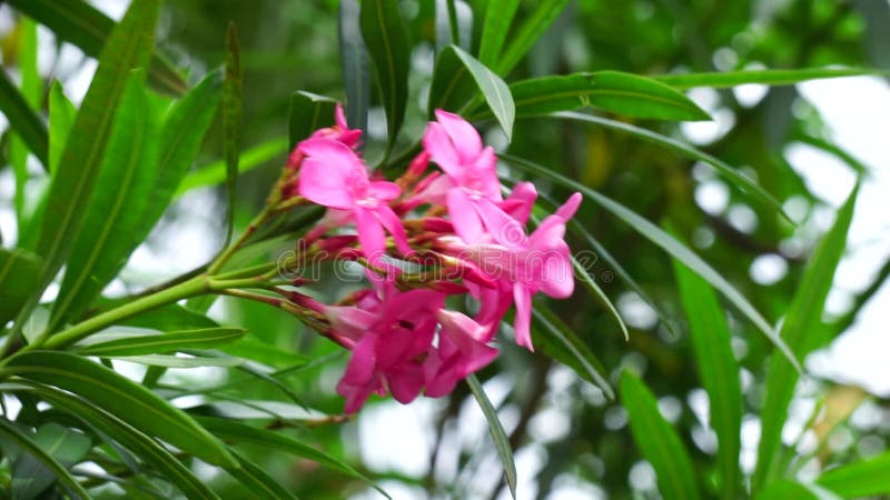 Nerium Oleander Also Called Oleander, Nerium, Bunga Mentega, Bunga ...