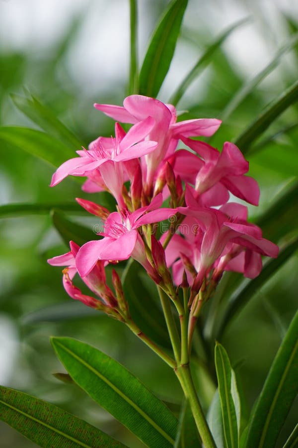 Nerium Oleander Also Called Oleander, Nerium, Bunga Mentega, Bunga ...