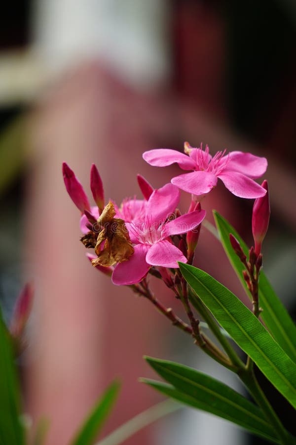 Nerium Oleander Also Called Oleander, Nerium, Bunga Mentega, Bunga ...