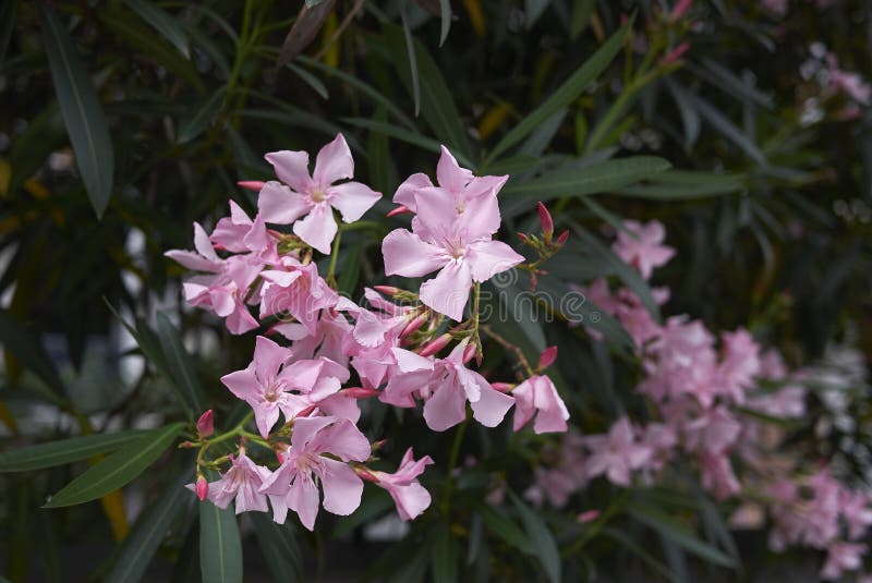 Nerium oleander in bloom stock photo. Image of pink - 148518824