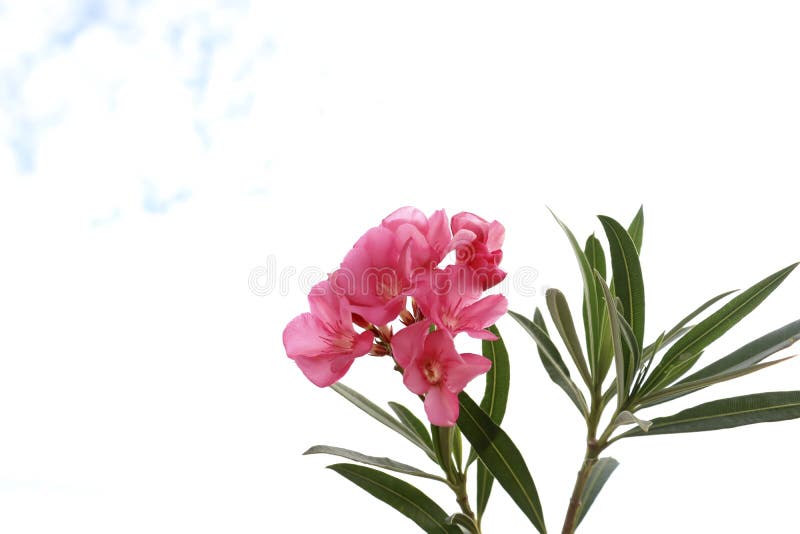Nerium Oleander are Blooming Stock Image - Image of green, bright ...