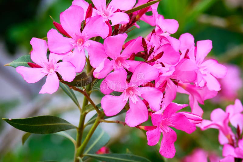 Nerium Oleander De Flores Rosa E Folhas Sobre O Mato Imagem de Stock ...