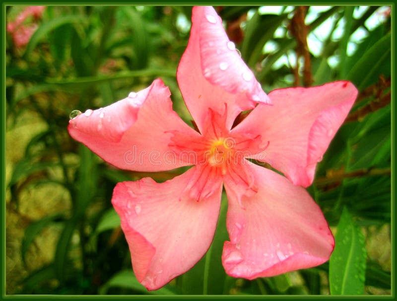 Nerium Oleander Flower Background Wallpaper Fine Art Prints Stock Image ...